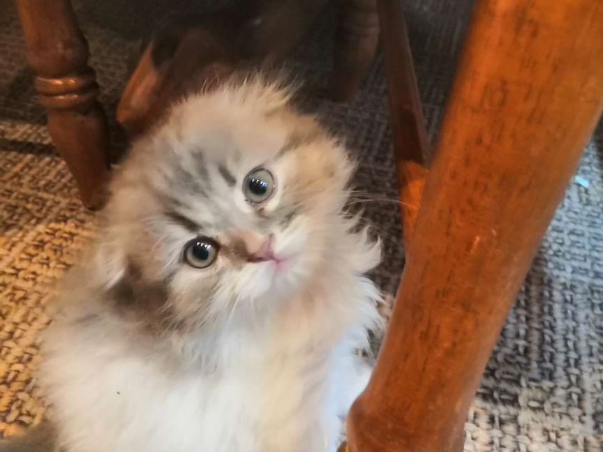 Котята шотланцы вислоухие