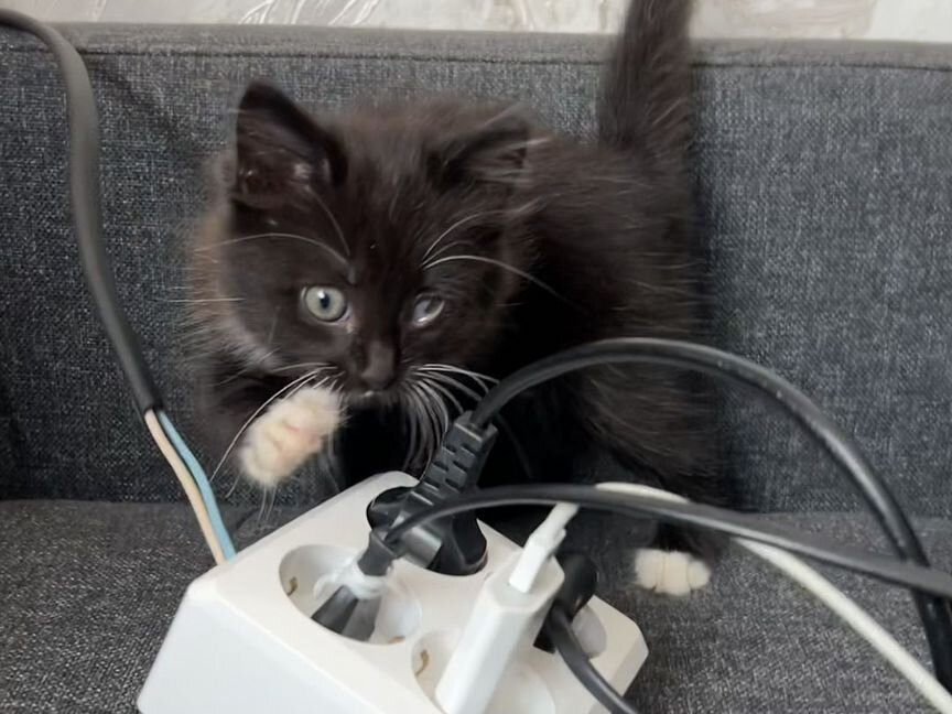 Ласковый игривый котенок с белыми лапками