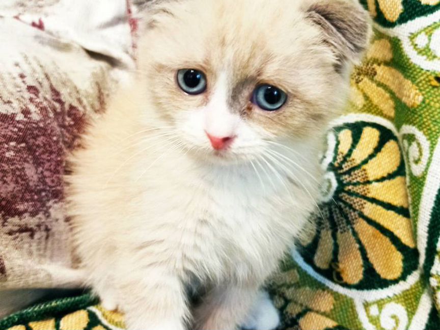 Отдам в добрые руки