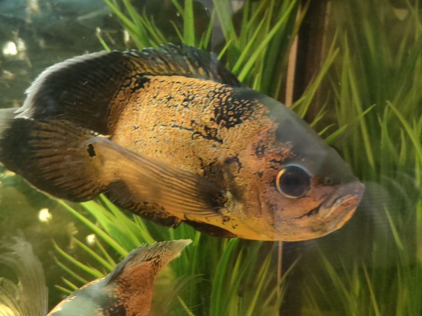 Аквариумные рыбки