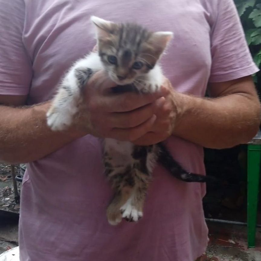 Милашка мраморная котеночка трехцветка