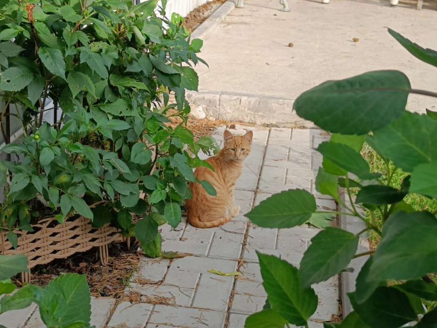 Котята в добрые руки 5.5 месяцев