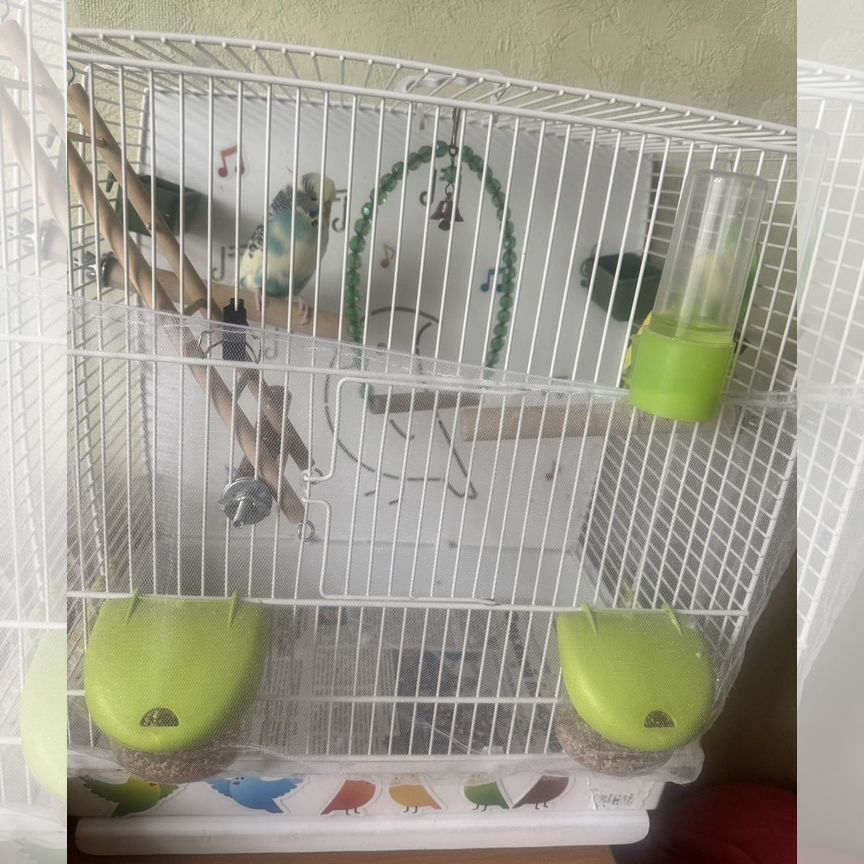 Волнистый попугай