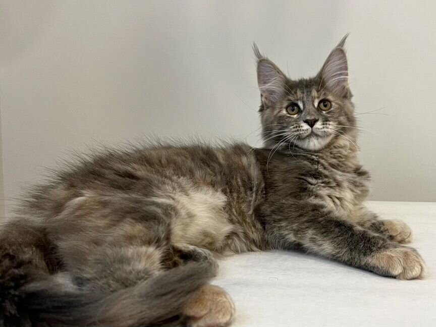 Котенок мейн кун