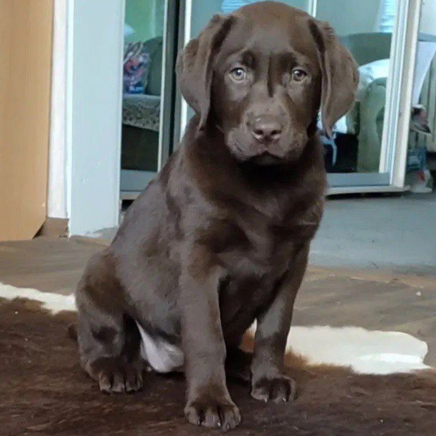 Лабрадор-ретривер, щенок