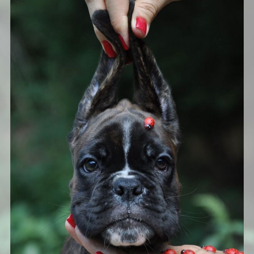 Боксер щенки