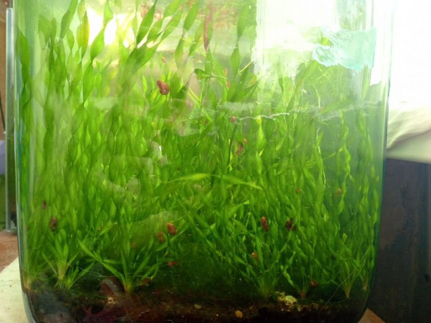 Валлиснерия спиральная. Роголистник