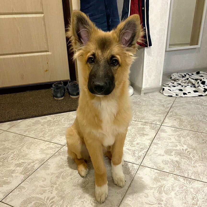 Домашний щенок, знает команды