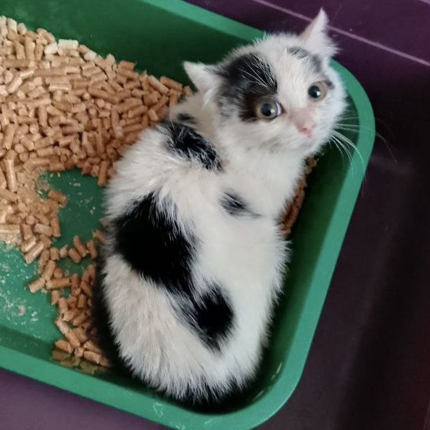 Котёнок в добрые руки