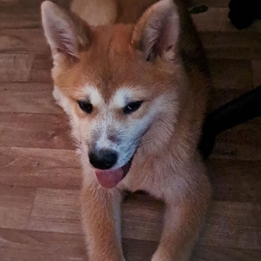 Акита ину