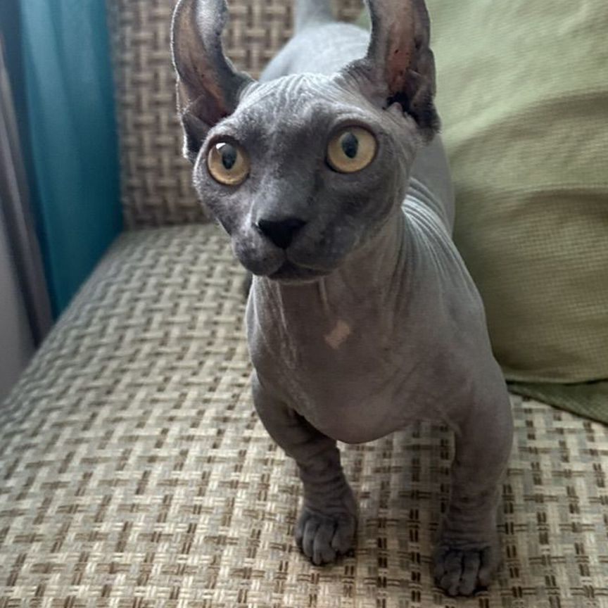 Кошечка двэльф