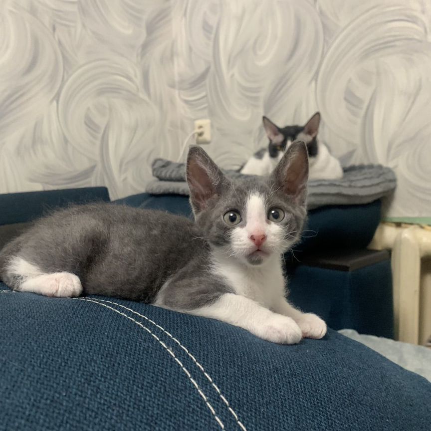Котята сфинкс браш