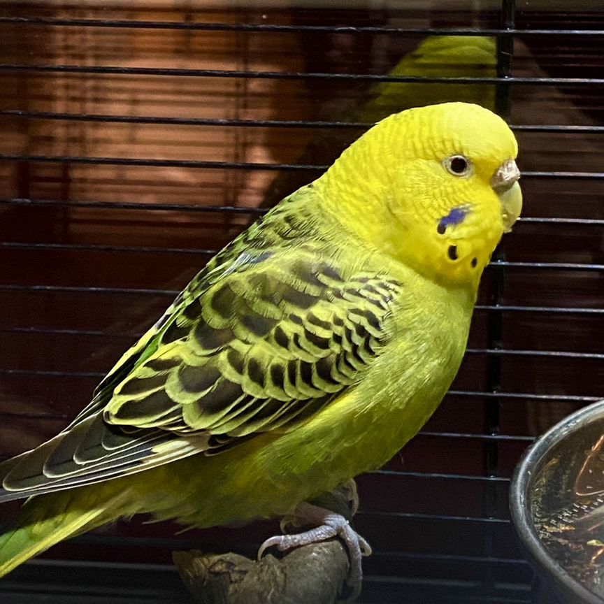 Волнистый попугай девочка в заботливые руки