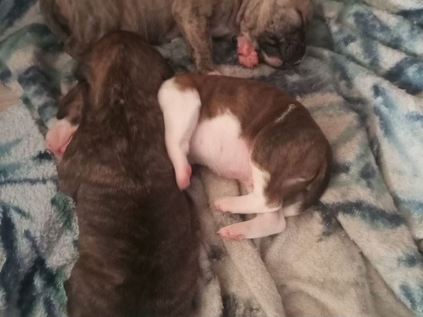 Щенки стаффа