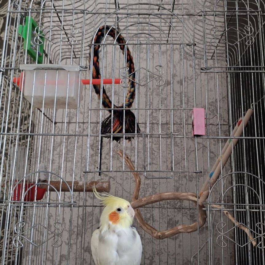 Попугай Корелла с клеткой