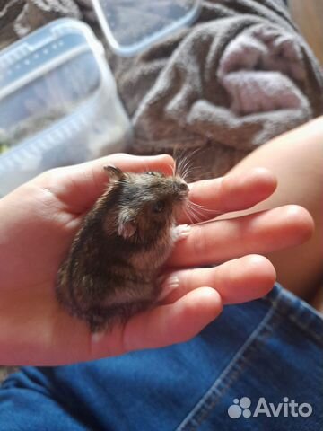 Джунгарский хомяк