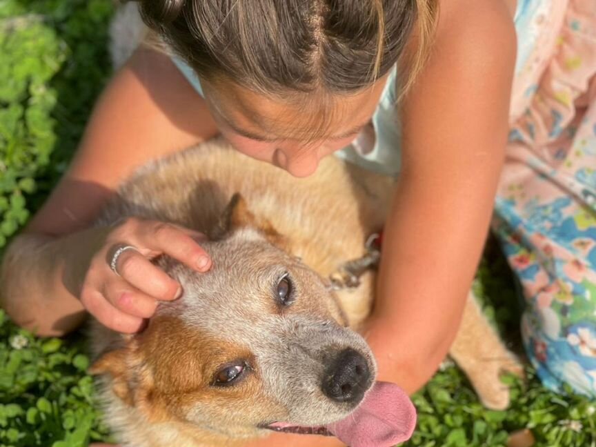 Собаки. Мама и дочь в добрые руки. хиллеры