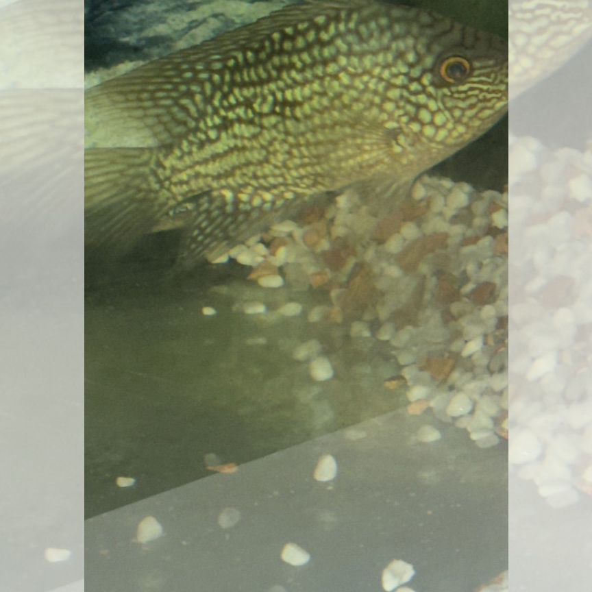 Брилльянтовая цихлида