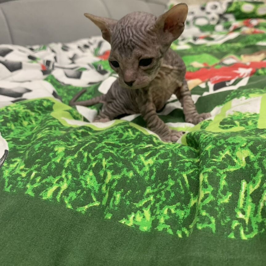 Донской сфинкс котёнок