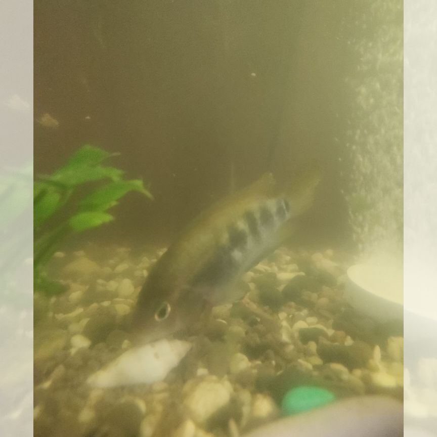 Цихлозома Каттера