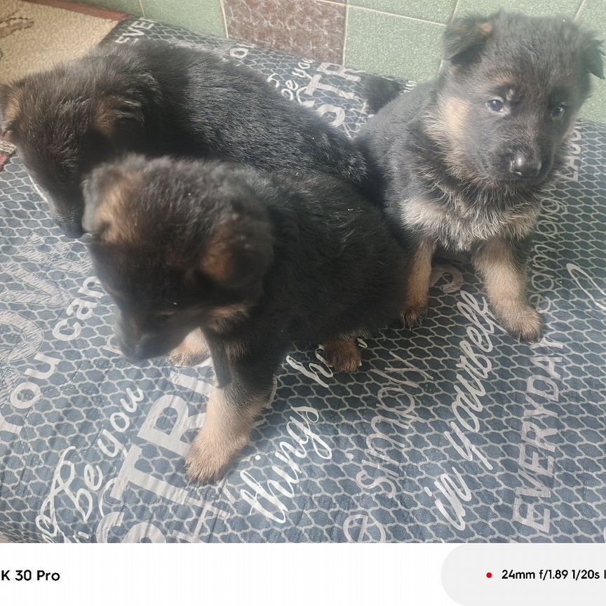 Немецкая овчарка, щенок