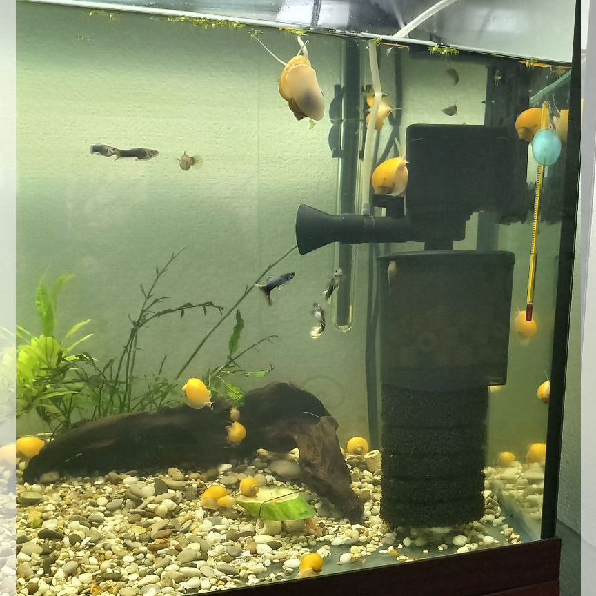 Улитки ампулярии