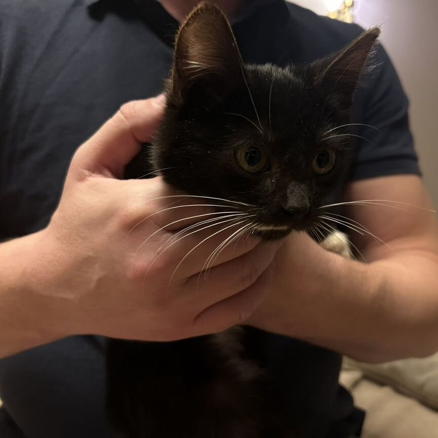 Черный котенок в добрые руки