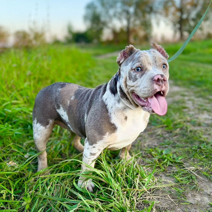 Американский булли