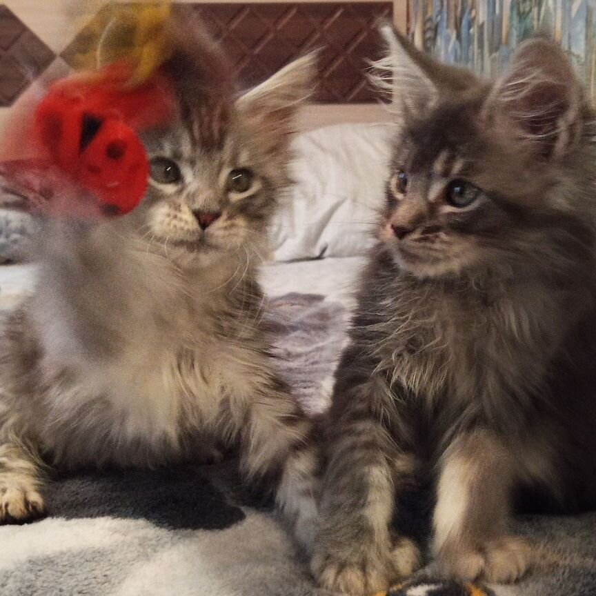 Котята мейн-кун