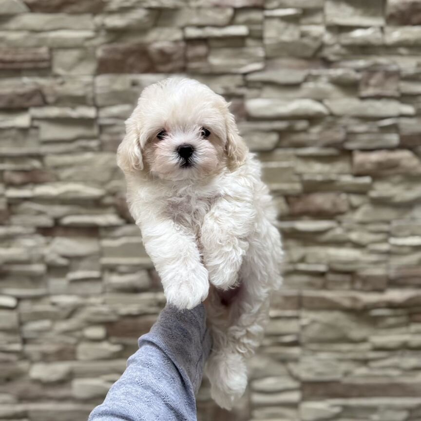 Мальтипу элитная малышка