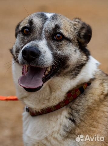 Нежная принцессса из приюта. Собака Дейзи