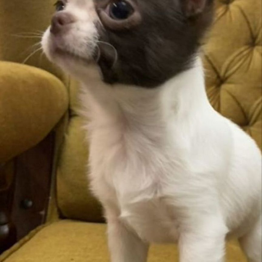 Щенки чихуахуа