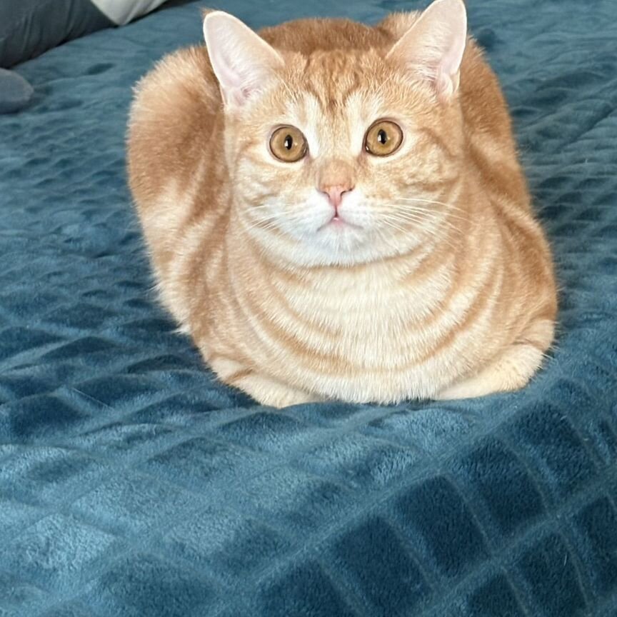 Кот