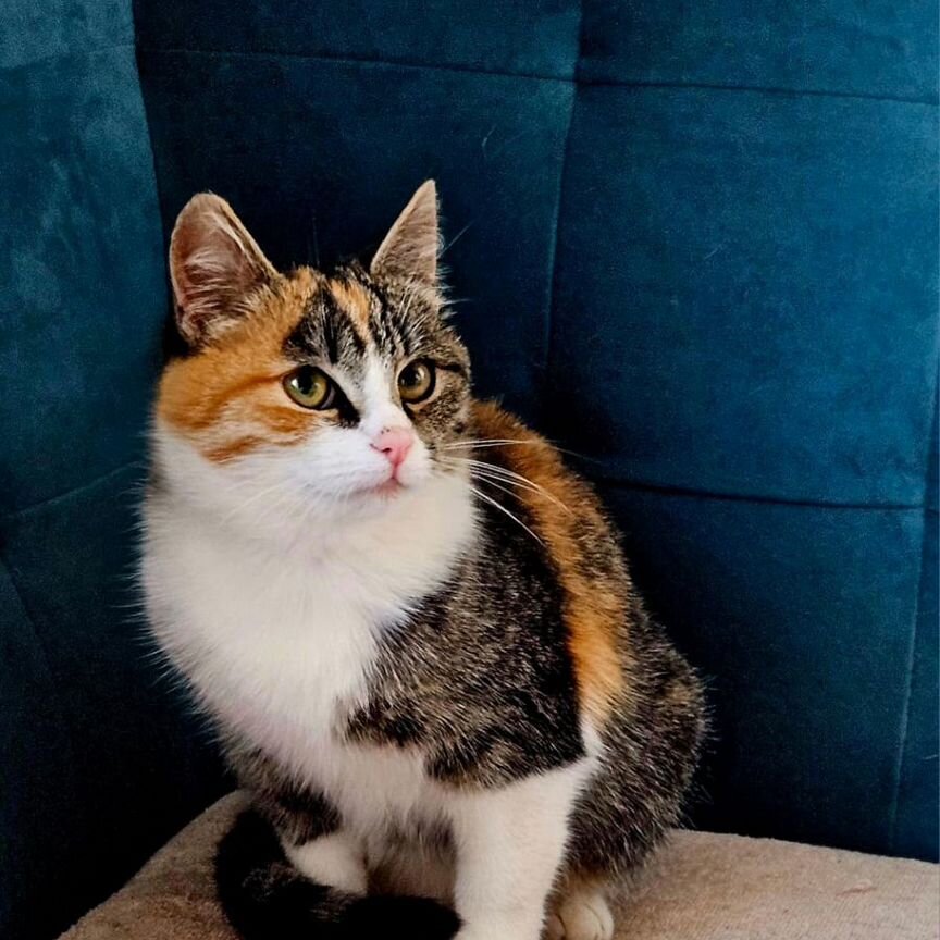 Котенок в добрые руки