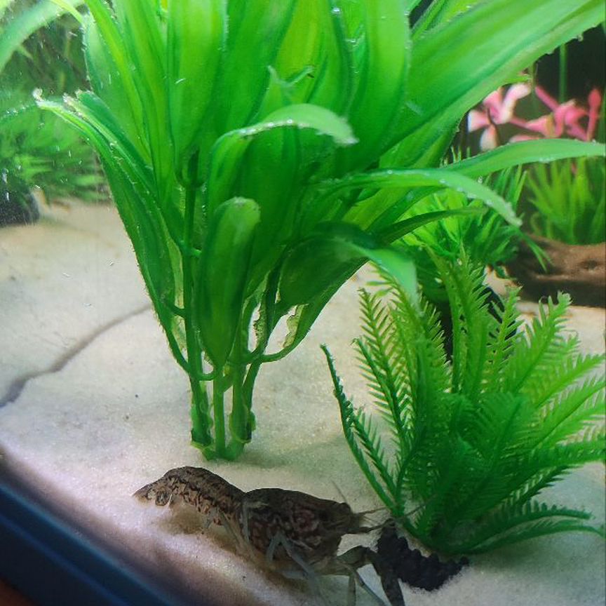 Мраморный рак бронь