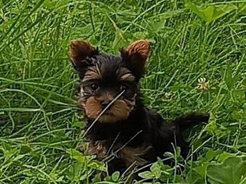 Супер миники