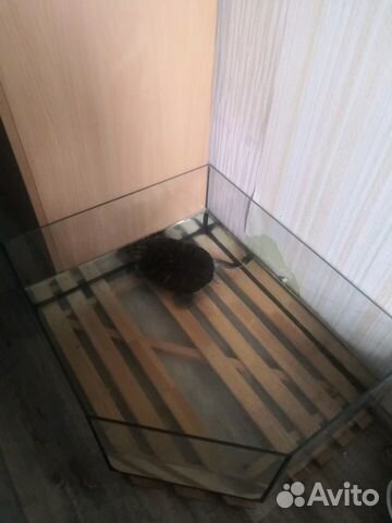 Красноухая черепаха