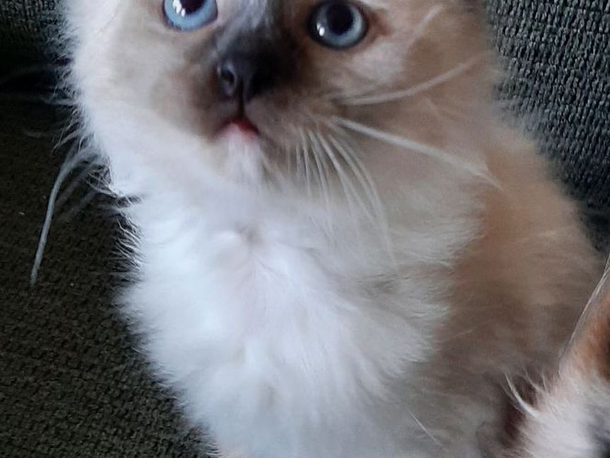 Котята регдолл омск