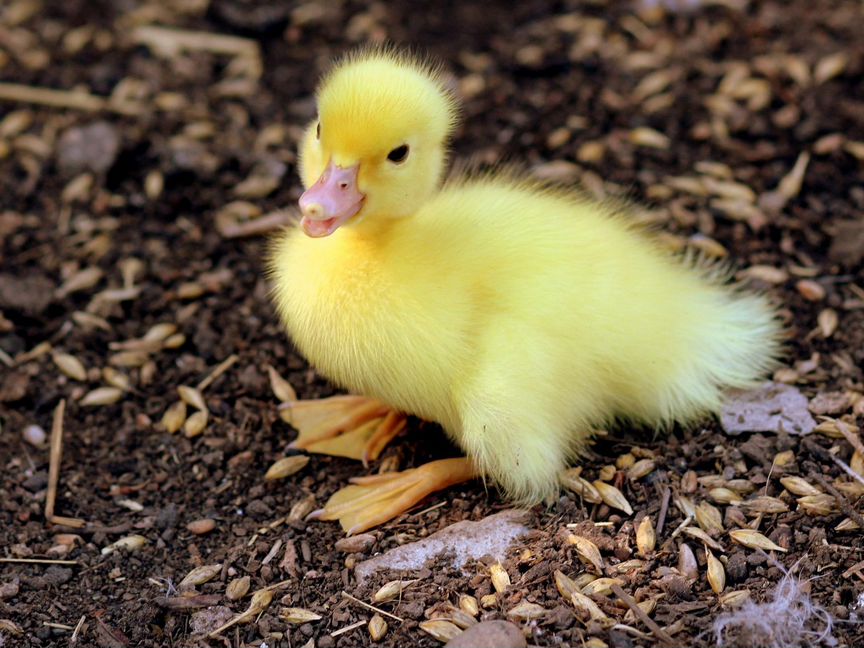 Отдам цыплёнка утки