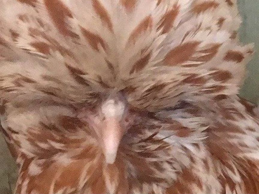 Цыплята падуан