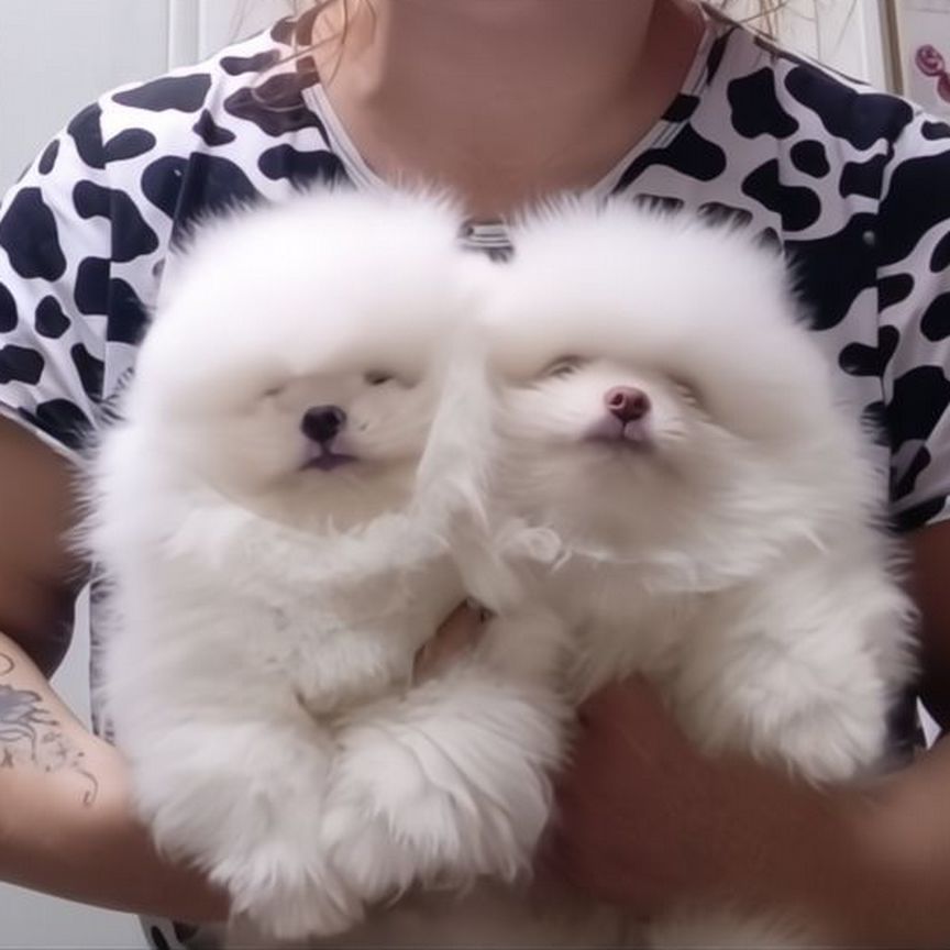 Померанский шпиц, щенок