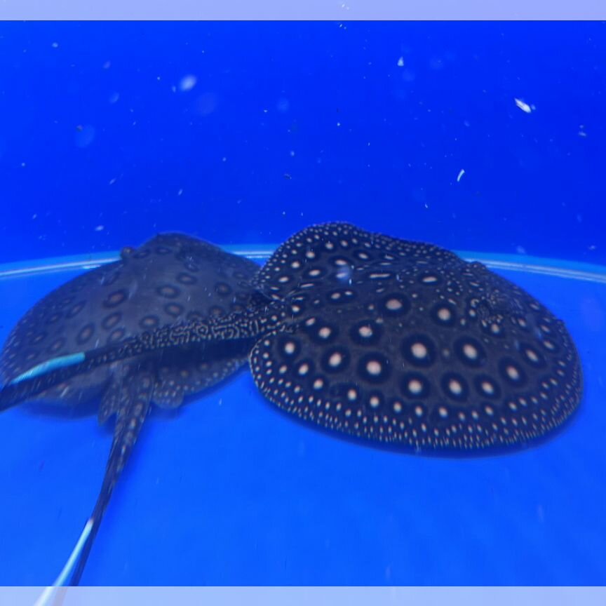 Скат моторо, жемчужный, леопольди