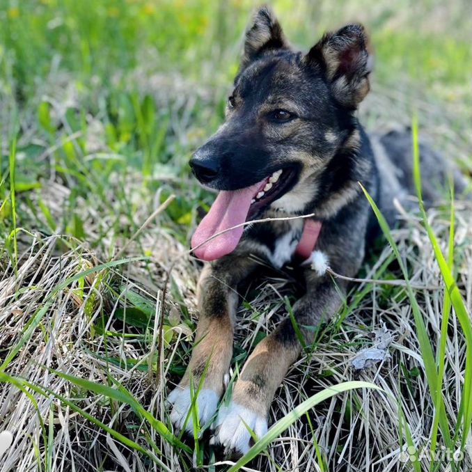 Тишенька ждет семью в приюте