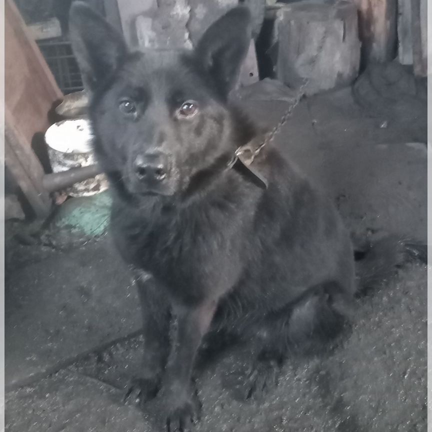 Немецкая овчарка, взрослый пёс