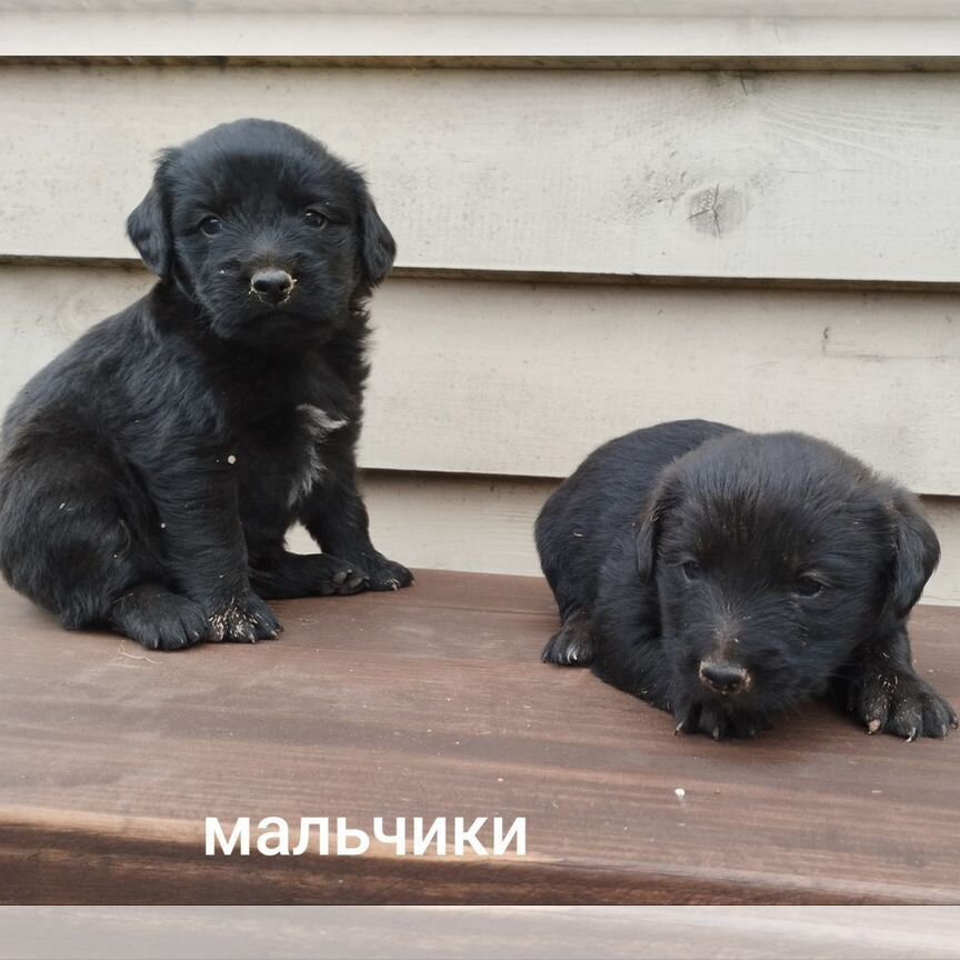 Отдам в добрые руки щека на половину лабрадоры