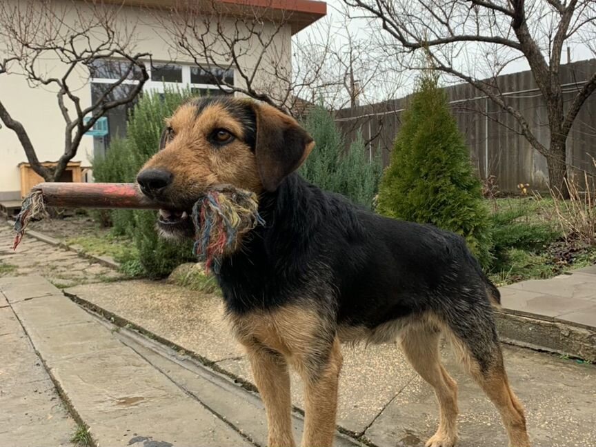 Собака ягдтерьер