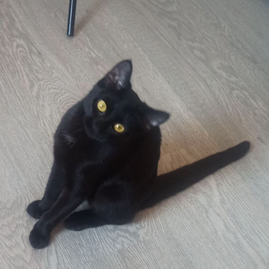 Кошка в добрые руки