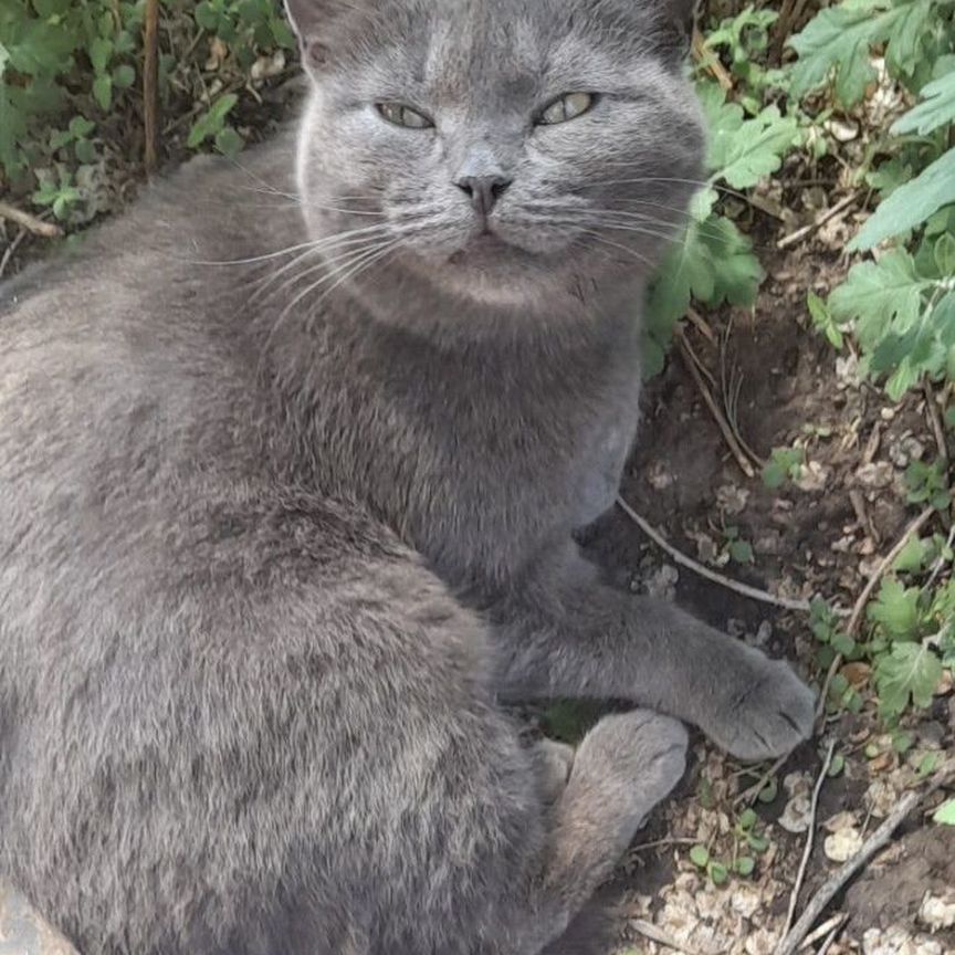 Кошка невская голубая