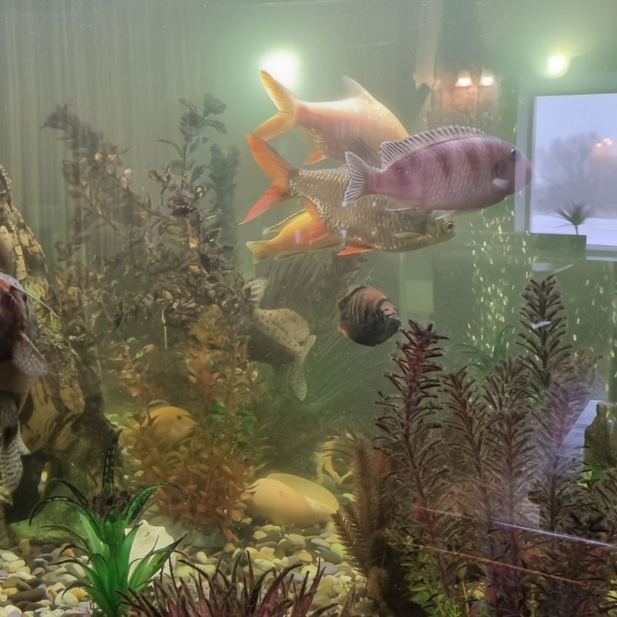 Аквариумные рыбки