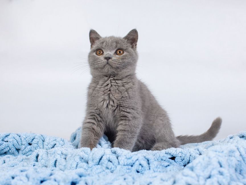 Британец котенок в добрые руки